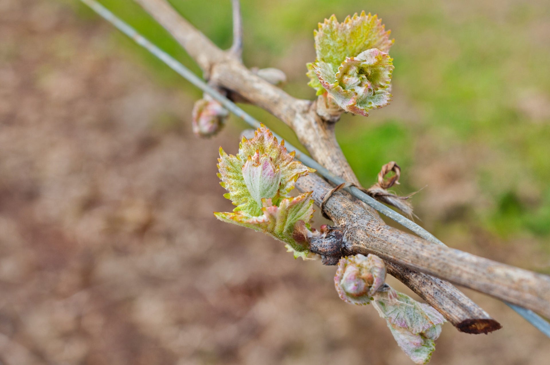 Bud Break Festival – Wildseed Farms