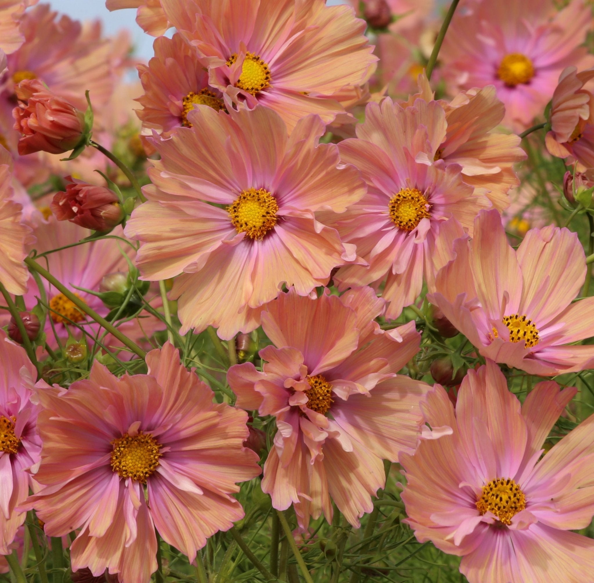 Cosmos Apricotta - 3292 – Wildseed Farms