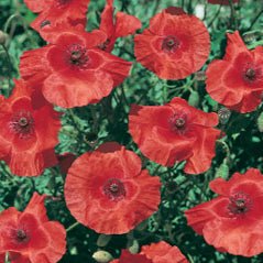 Red Corn Poppy - 3222 – Wildseed Farms