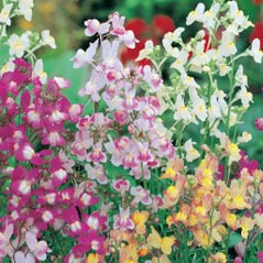 Spurred Snapdragon - 3247 – Wildseed Farms