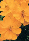 Lady Bird Dwarf Gold Cosmos - 3285 – Wildseed Farms
