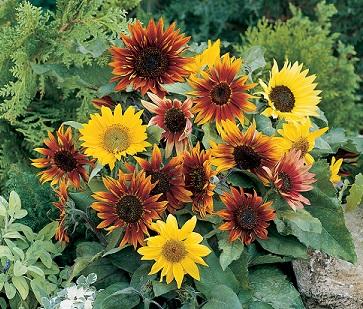 Sunflowers – Wildseed Farms